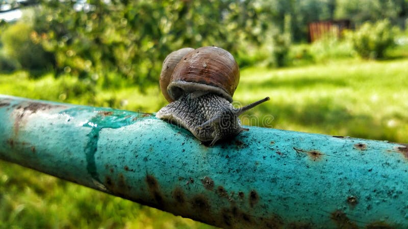 Snail on the Pipe in the Garden Stock Image - Image of creeps, molluscs ...