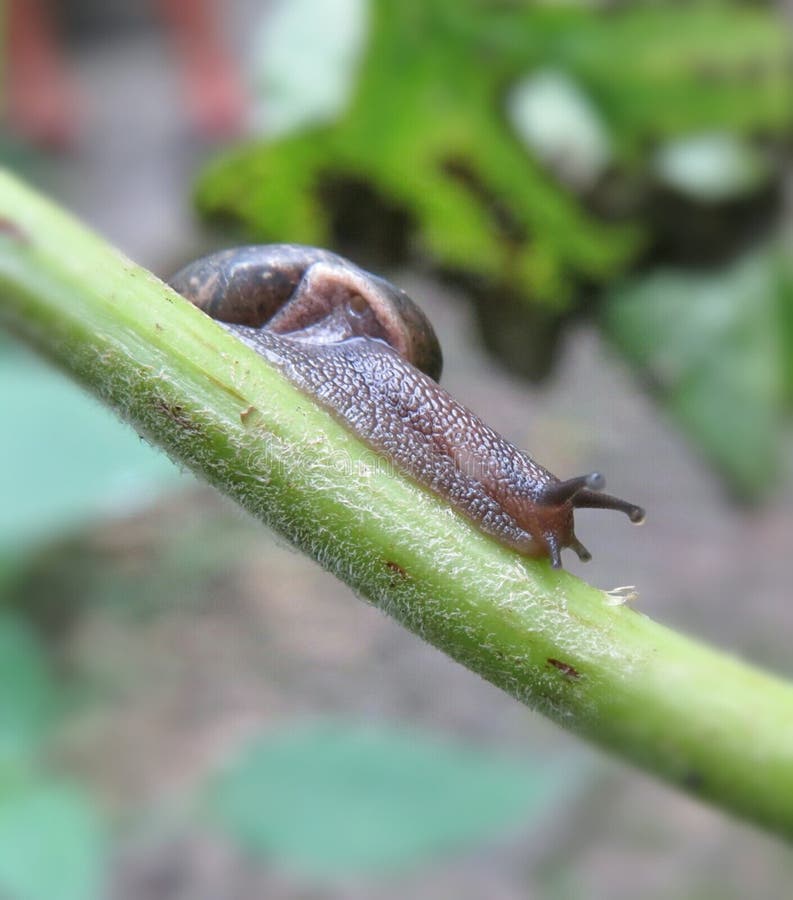 Snail on plant stock image. Image of blurbackground, close - 74339013