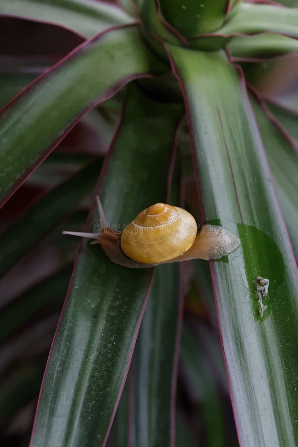 Snail on the plant stock photo. Image of invertebrates - 46809216