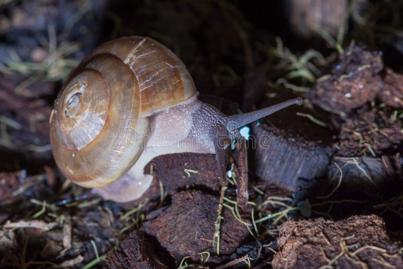 The Snail Shrinks into the Shell on the Pot Stock Image - Image of ...
