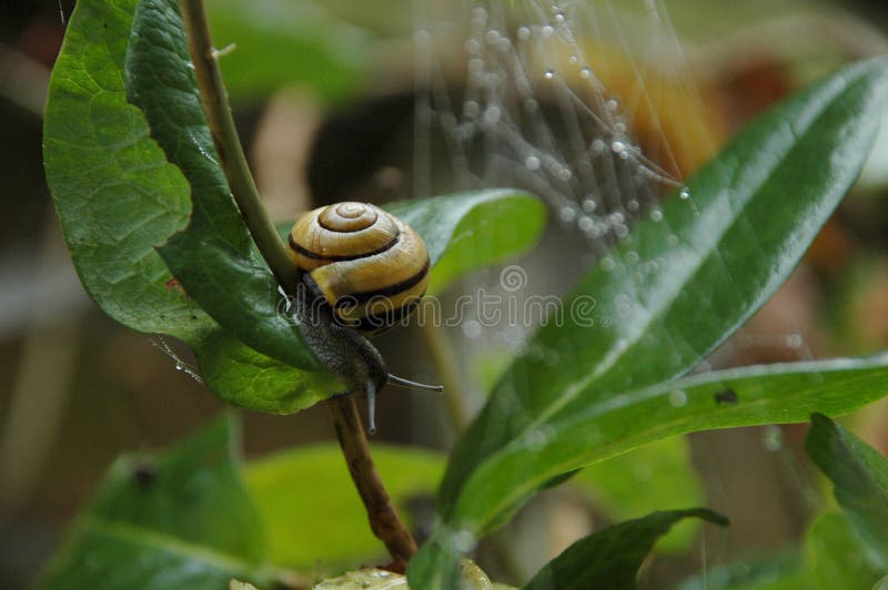Snail in Plants is Full from Lunch Stock Image - Image of wildlife ...