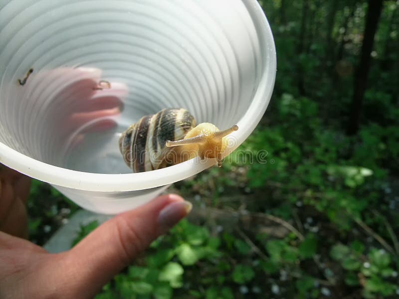 The snail in a plastic stock photo. Image of drooling - 84757382