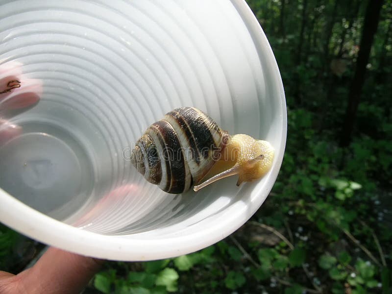 The snail in a plastic stock image. Image of isolated - 84783845