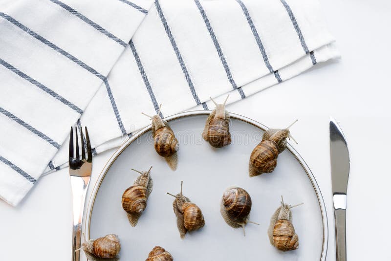 Alive snails on plate stock photo. Image of paradox - 247474950