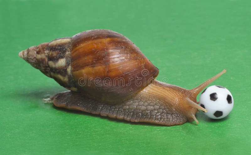 Snail playing soccer stock photo. Image of cute, football - 14999150