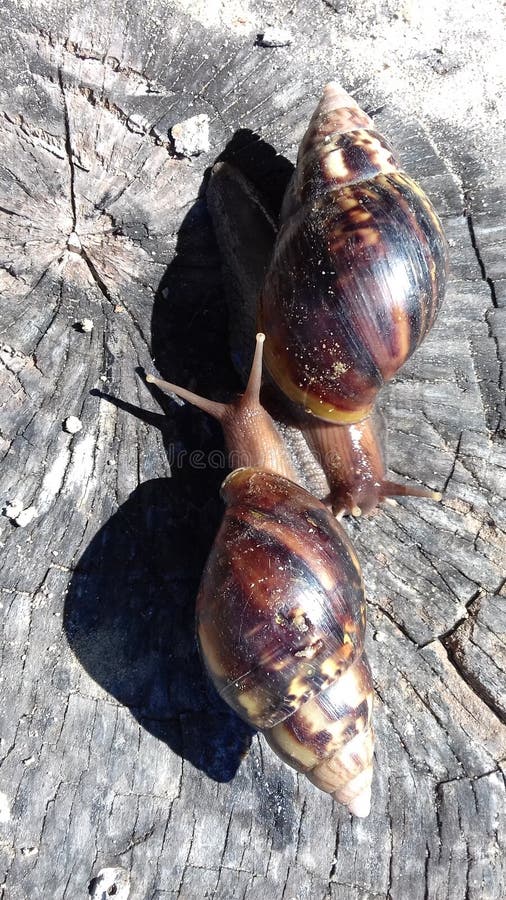 Snail pool stock image. Image of sunny, pool, time, snail - 104068551