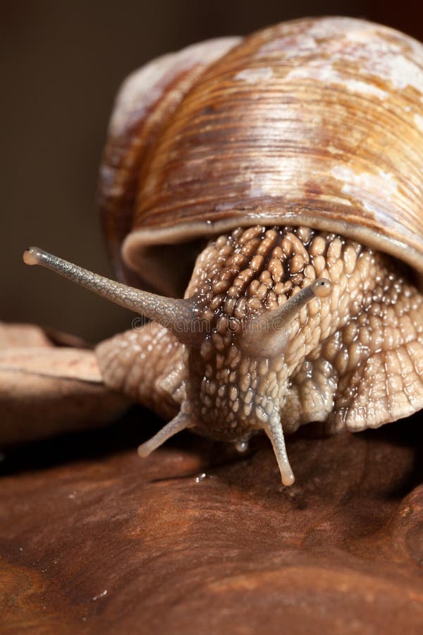 Snail portrait stock image. Image of head, face, boulder - 53821189