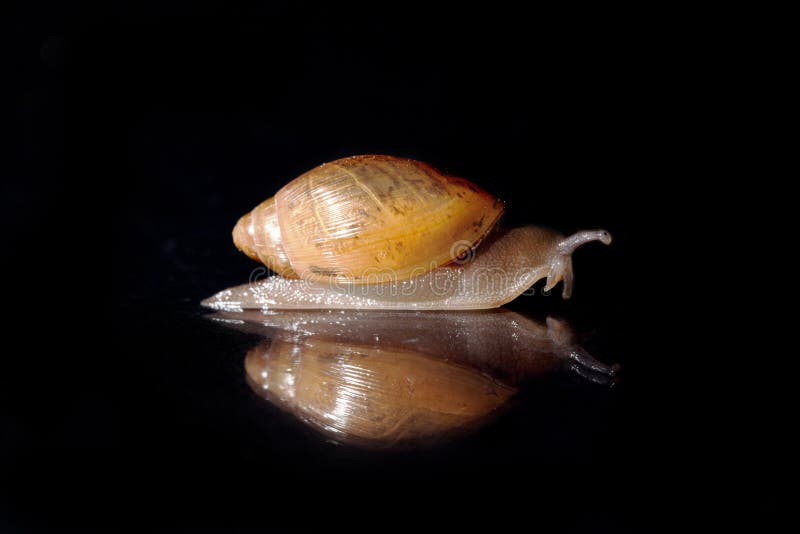 Snail Portrait stock image. Image of interesting, nature - 61375957