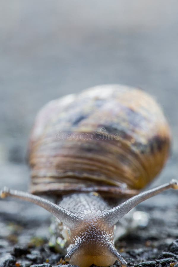 Snail portrait on the road stock photo. Image of observe - 79624300