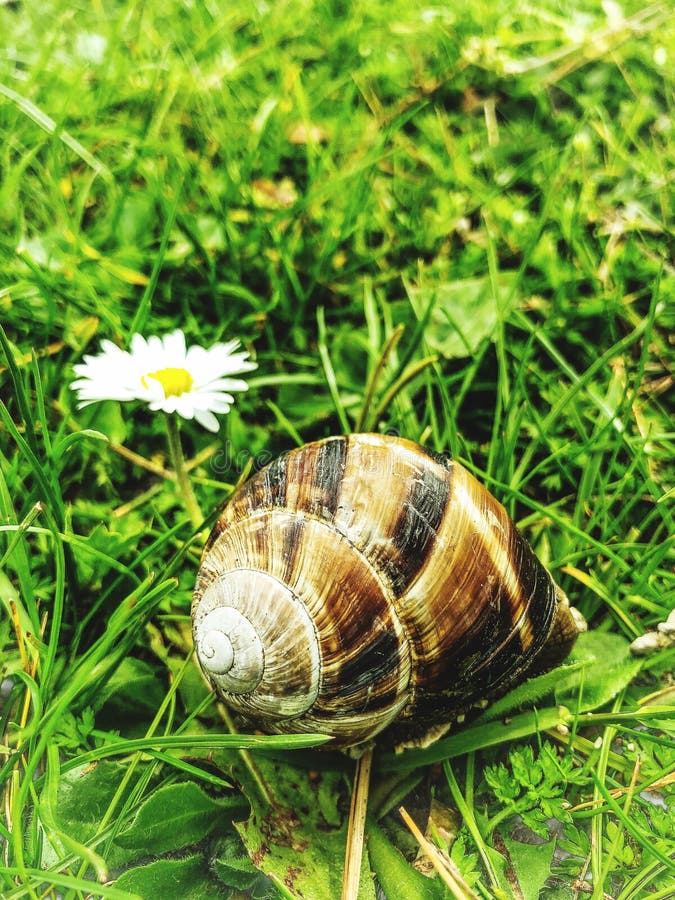 Snail stock photo. Image of pretty, foot, snail, little - 144110032