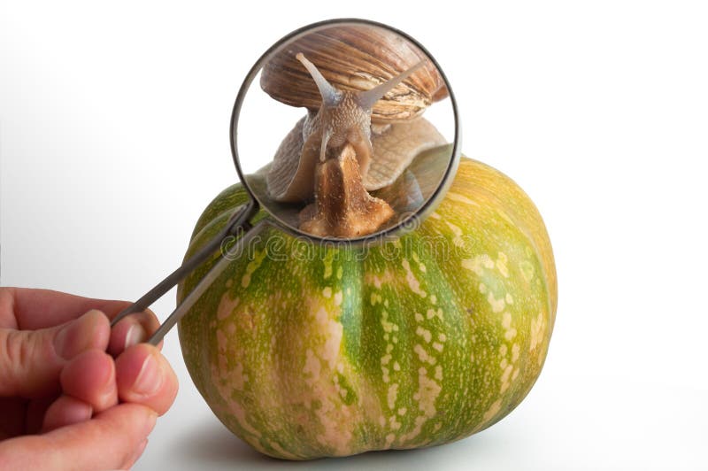 Snail on Pumpkin. View through Loupe. Stock Photo - Image of color ...