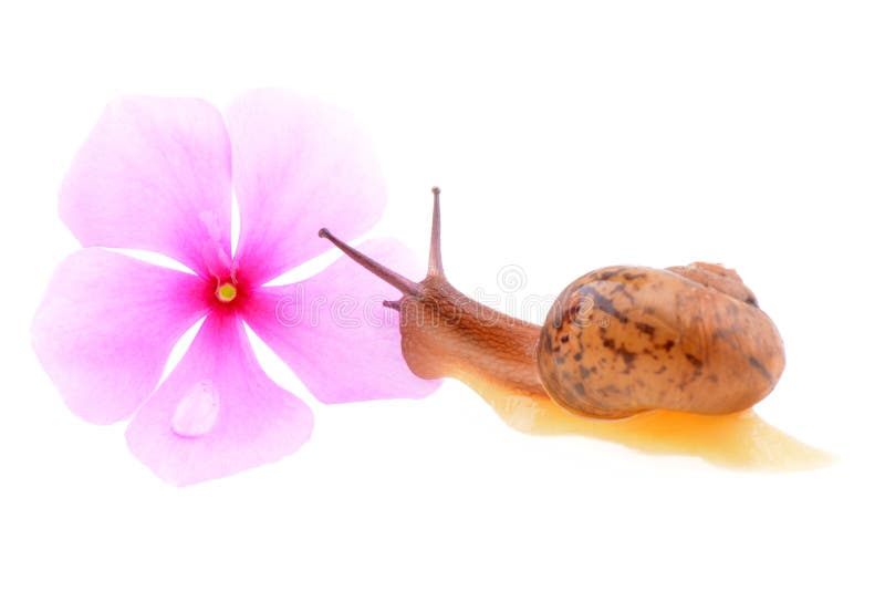 Snail with a purple flower stock photo. Image of isolated - 42277840