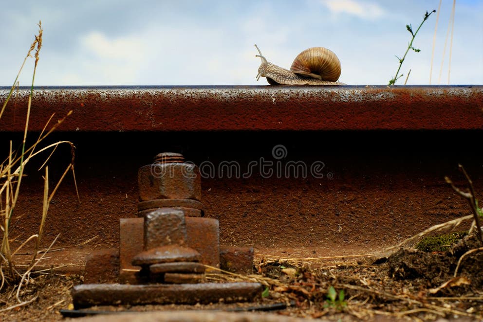 Snail on a railway rail stock image. Image of slime, nature - 6690375