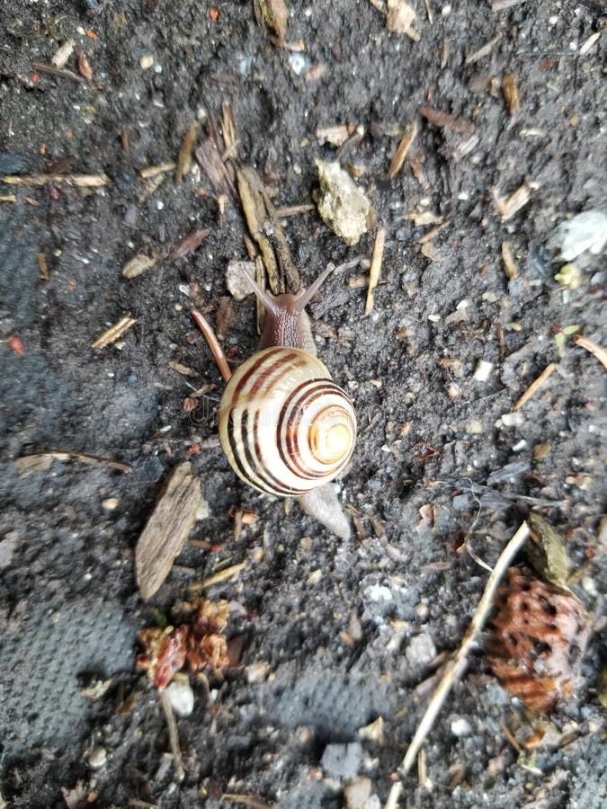 Snail in the Rain stock image. Image of animal, invertebrate - 246213305
