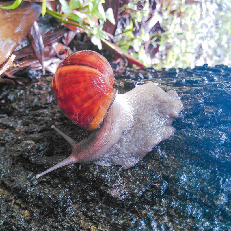 Snail stock photo. Image of outdoor, shell, animal, sticky - 98131754