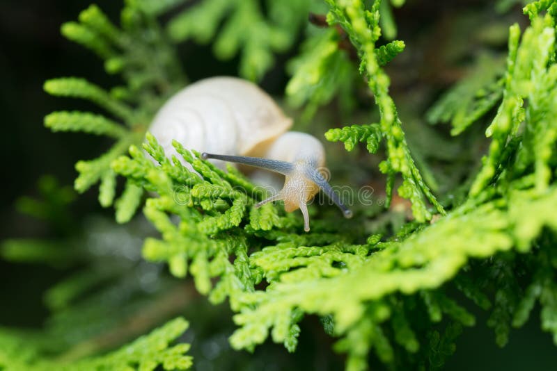 Snail stock photo. Image of animal, neck, clear, snail - 96592940
