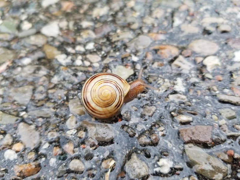 Snail in the Rain stock image. Image of arthropod, insect - 248955387