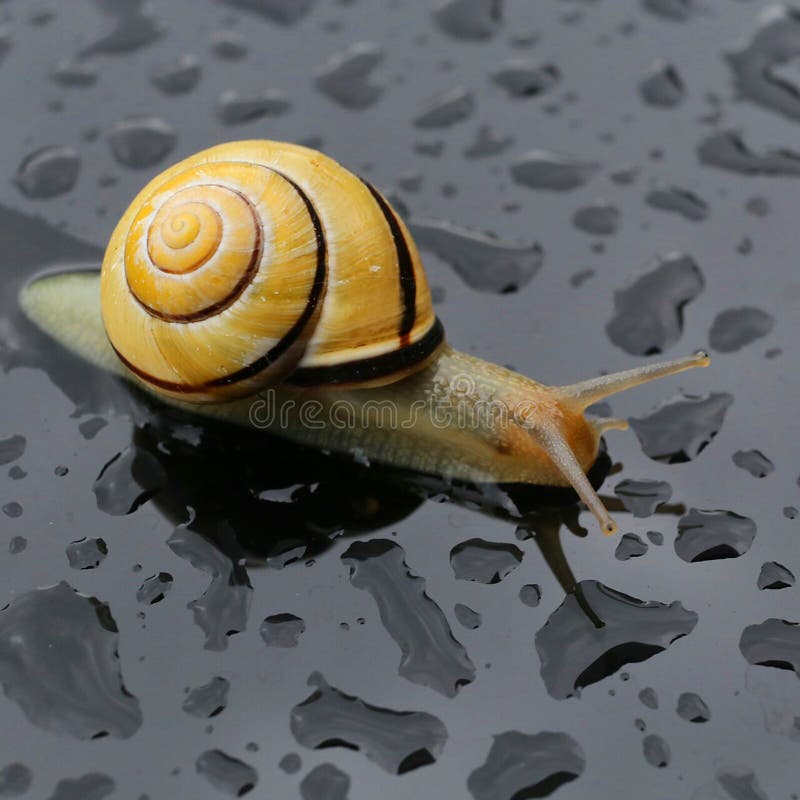 Snail after the rain stock image. Image of outside, escargot - 104530395