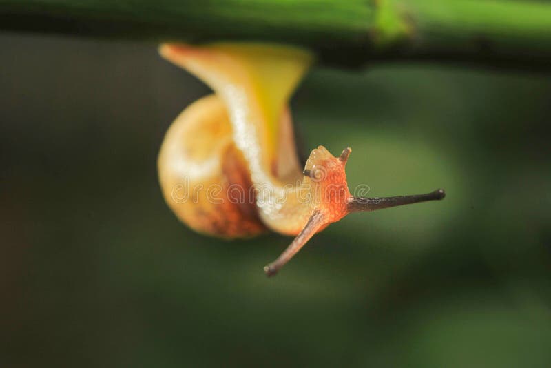 Snail stock image. Image of details, lymnaeidae, schnecken - 42217557