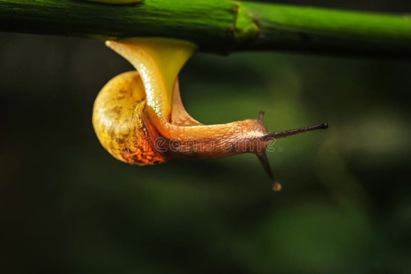 Snail stock image. Image of expression, active, vitality - 42217581