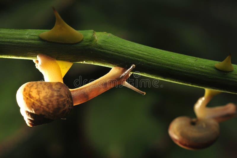 Snail stock image. Image of movement, snail, expression - 42217635