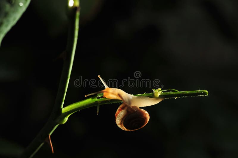Snail stock photo. Image of organism, active, branch - 42217802