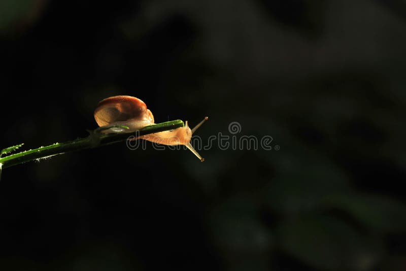 Snail stock image. Image of movement, beak, close, vitality - 42217803