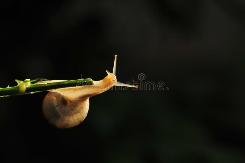 Snail stock image. Image of expression, molluscs, branch - 42217807