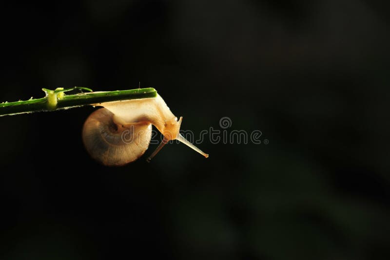 Snail stock photo. Image of slug, twig, invertebrate - 42217822