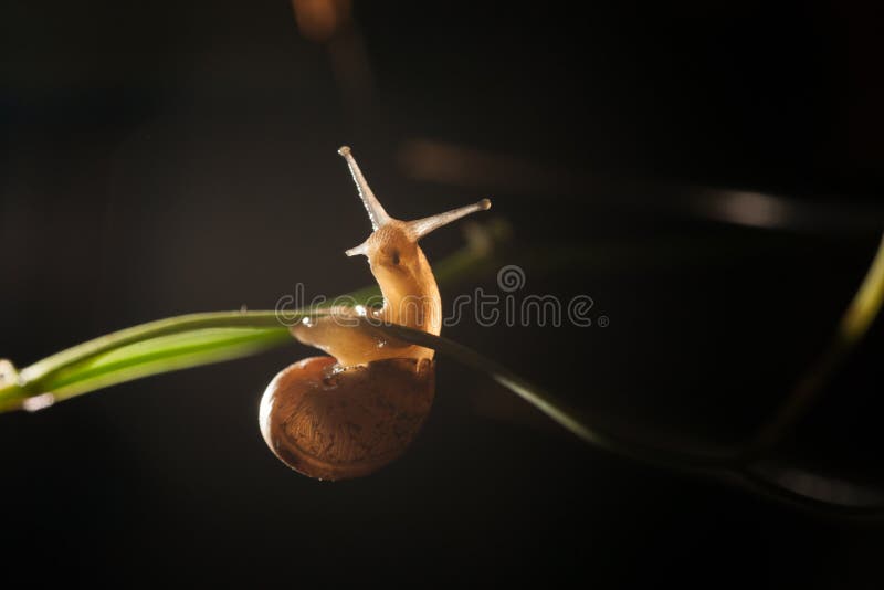 Snail stock photo. Image of details, invertebrate, molluscs - 43816208