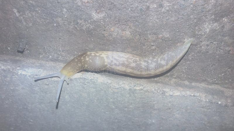 Snail stock photo. Image of snail, season, rainy, wall - 90331080