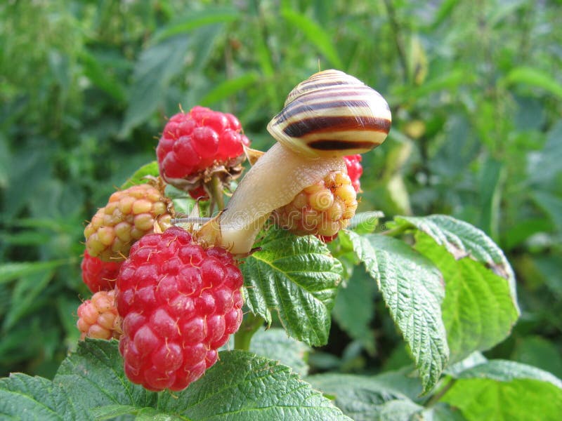 Damned slug stock image. Image of lettuce, food, leaves - 6533493
