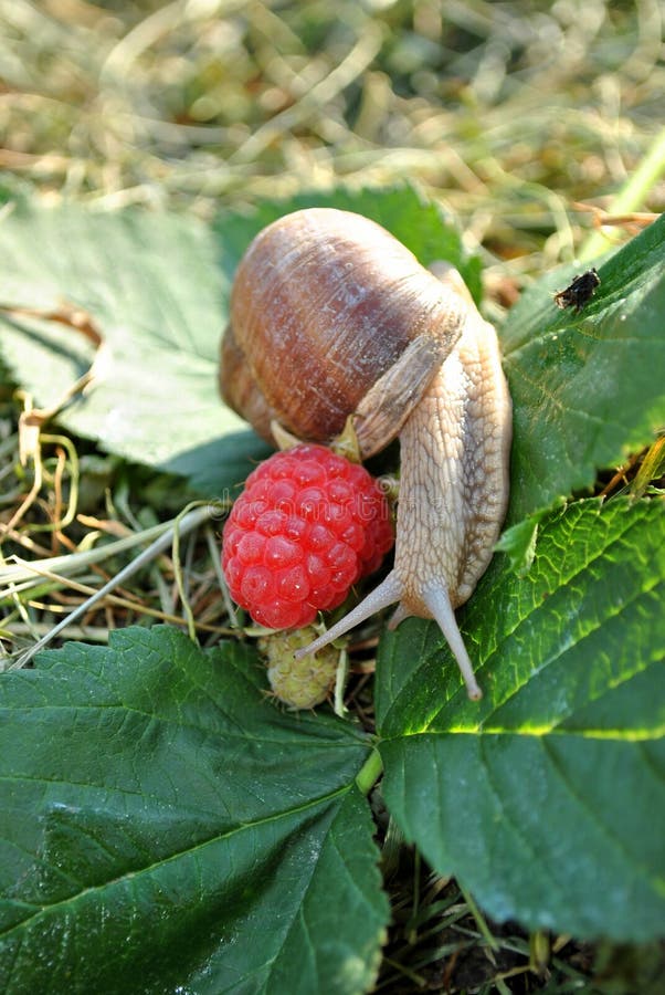 Red Raspberry stock image. Image of seeds, plants, background - 14969629