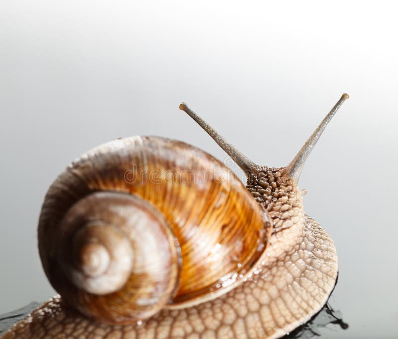 Rear view of snail stock image. Image of detail, slithery - 50860109