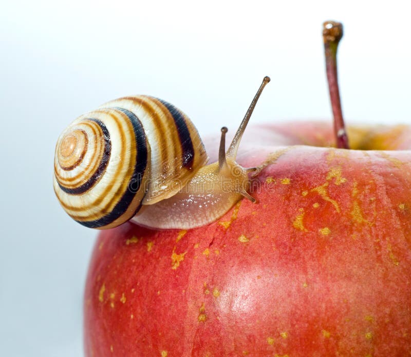 Small snail on a red apple stock image. Image of vulnerability - 61656371