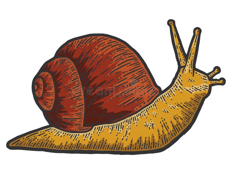 Snail Red Gastropods, Isolated Animal. Sketch Scratch Board Imitation ... Snail Red Gastropods, Isolated Animal. Sketch Scratch Board Imitation ...