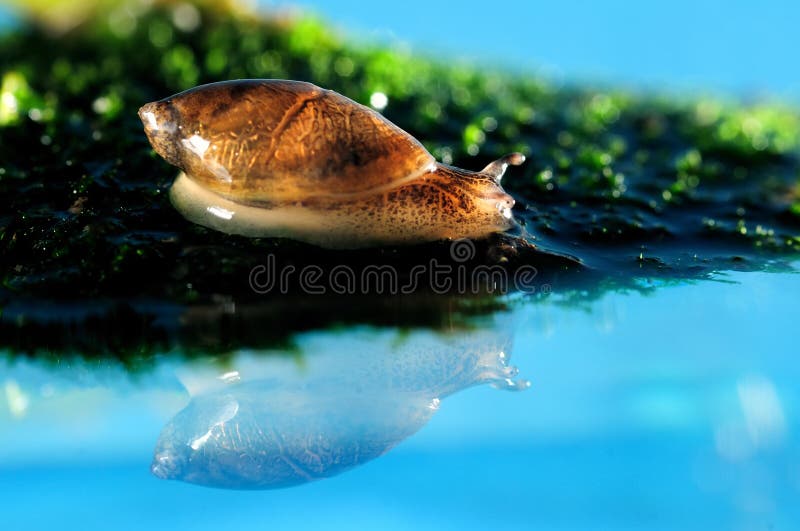 Snail reflection stock image. Image of moss, eating, nature - 37635799