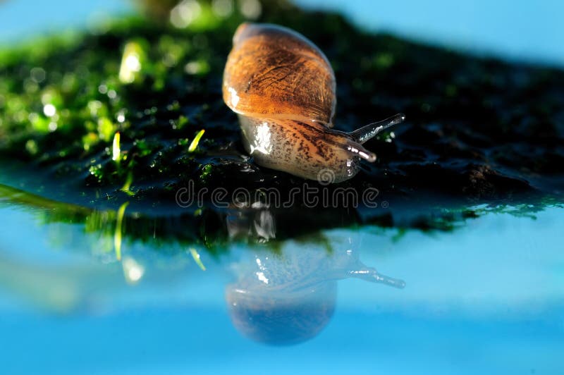 Snail reflection stock photo. Image of escargot, green - 37635802
