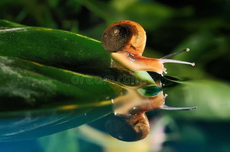 Snail reflection stock photo. Image of garden, meadow - 37645466