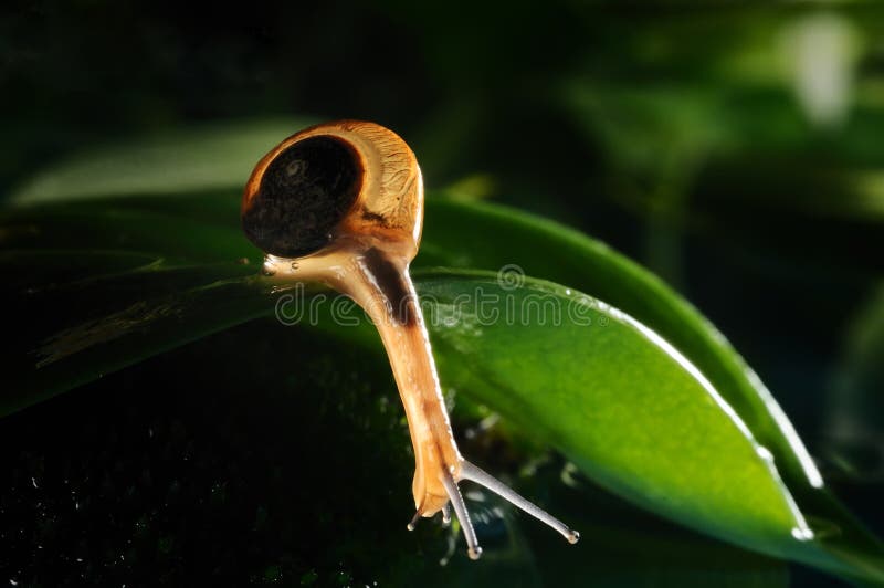 Snail reflection stock photo. Image of farm, leisurely - 37645586