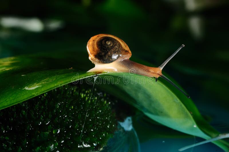Snail reflection stock photo. Image of food, land, freshness - 37645596