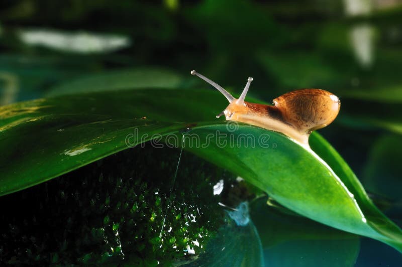 Snail reflection stock photo. Image of nature, farm, outdoors - 37645642