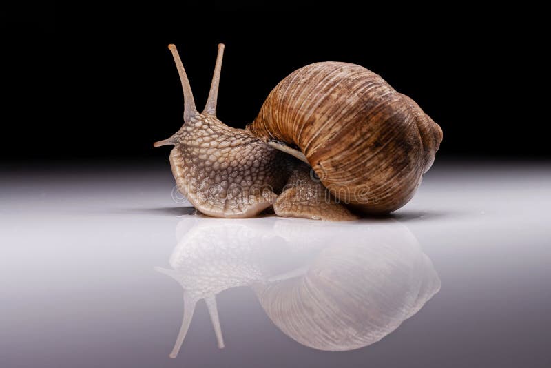 Snail with Reflection on a Black Background Stock Image - Image of ...