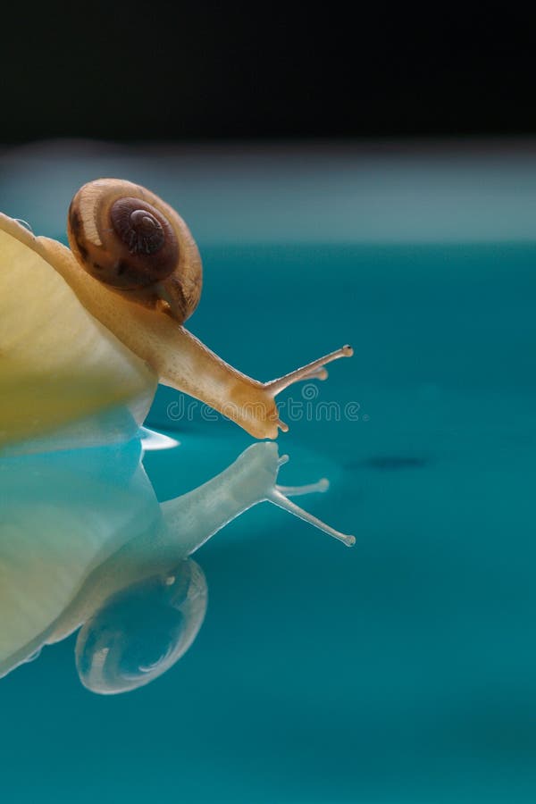 A snail reflection stock photo. Image of surface, water - 220362696