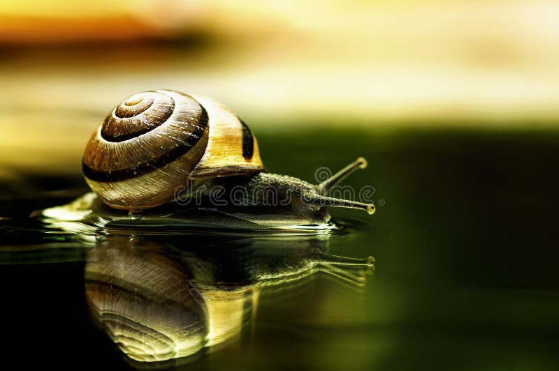 Snail with reflection stock photo. Image of blurred, orange - 36346846
