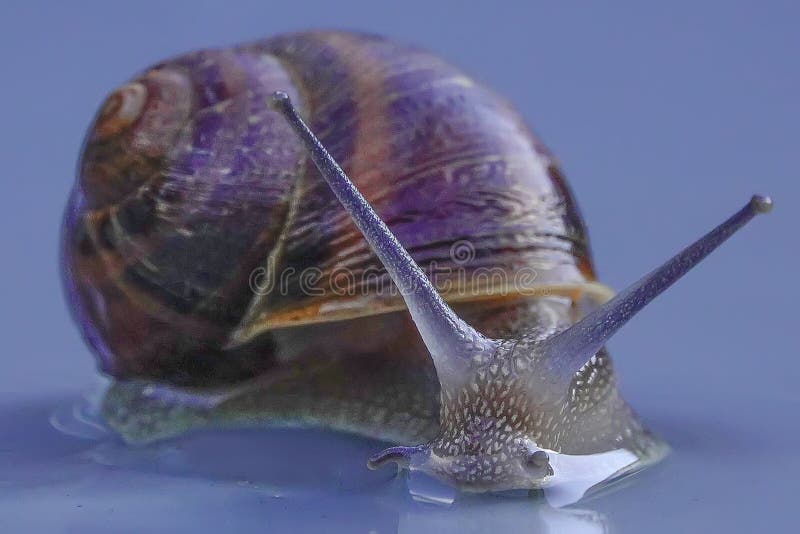 Snail Reflection on a Wet Surface Stock Photo - Image of outdoor, shell ...