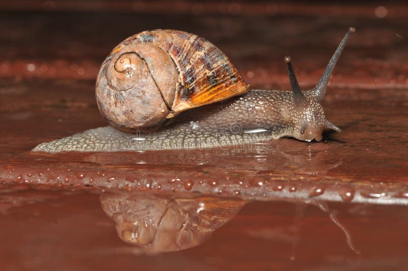 Snail reflectionn the rain stock photo. Image of shell - 57134258