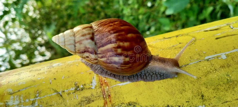 Snail rice field stock photo. Image of trees, leaf, ground - 251911016
