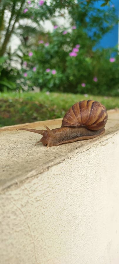 The Snail Riding on the Wall Stock Photo - Image of wall, garden: 297367698