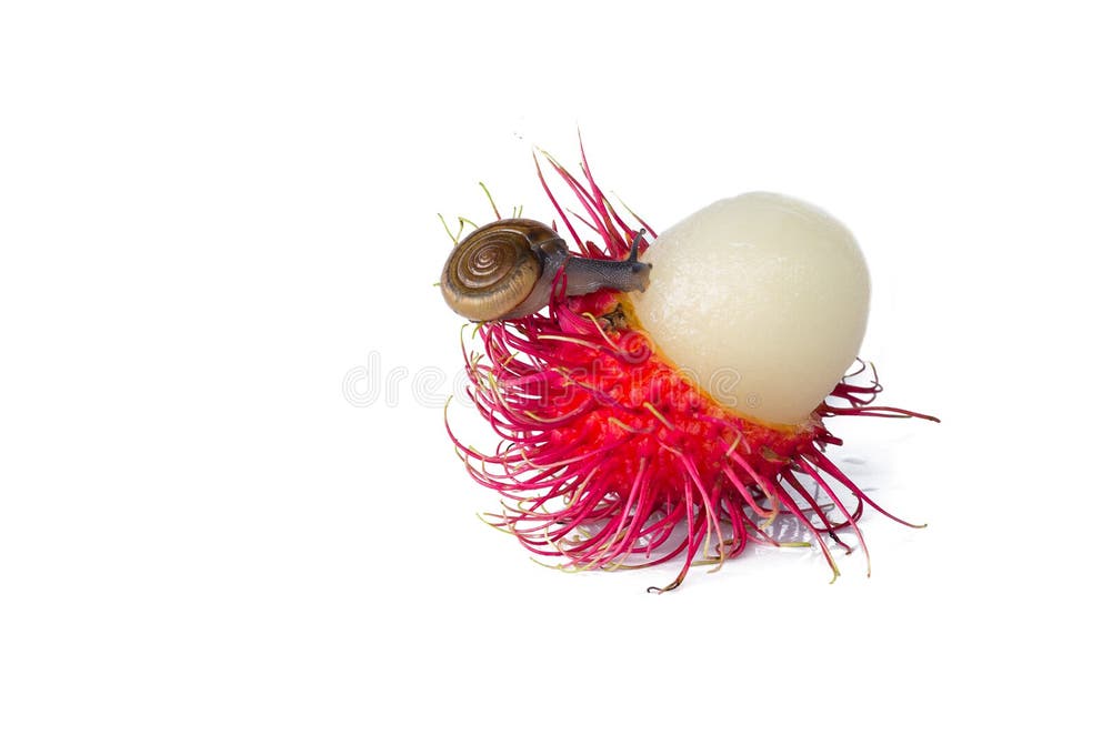 Snail with Ripe rambutan stock image. Image of hair, fresh - 98004503